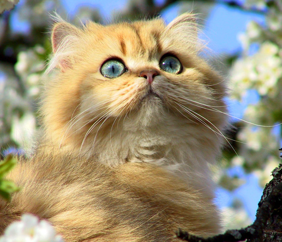 Vuitton - Silver and Golden Persian cat breeder- Elevage de chat persan ...