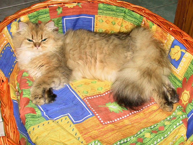 Chat Persan Golden Shell Folleto's Breeder